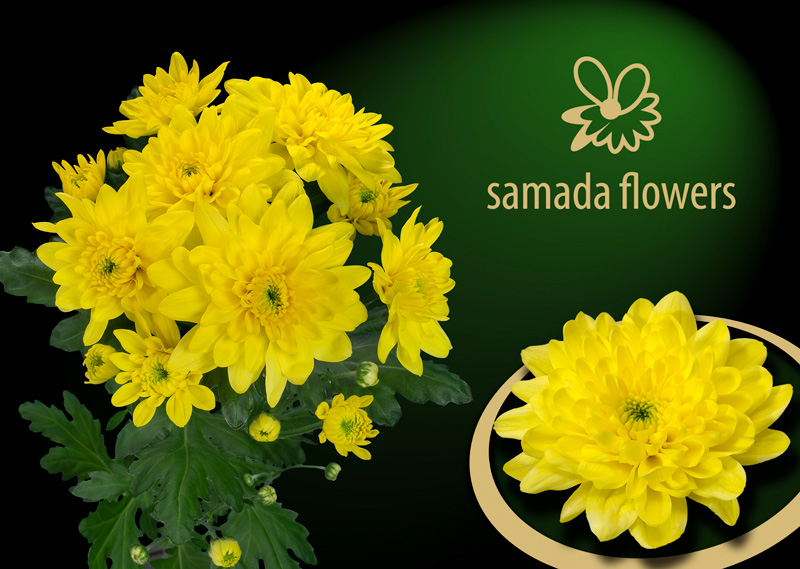 Samada Flowers – Chrysantenkwekerij