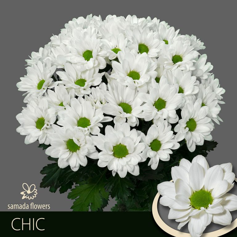 Samada Flowers – Chrysantenkwekerij