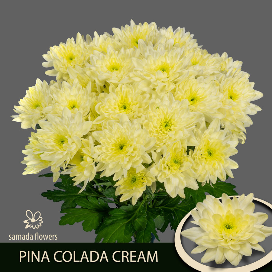 Samada Flowers – Chrysantenkwekerij